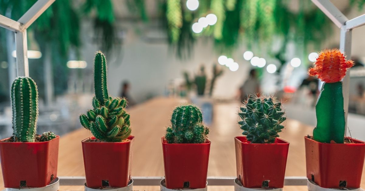 How To Take Care Of Your Cactus So It’s Healthy And Happy