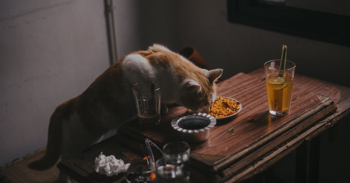 Best Wet Food For Cats: 7 Different Types You Should Know