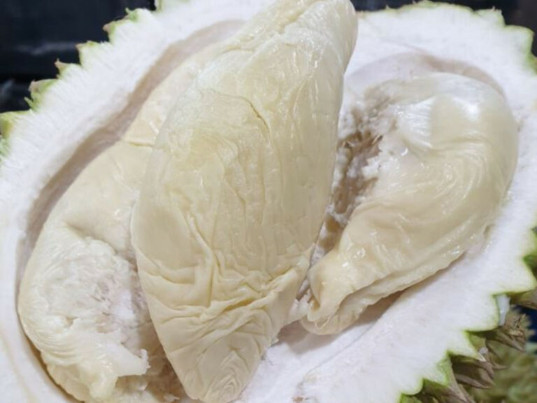 12 Jenis Durian Di Malaysia & Tip-Tip Memilih Durian Yang Terbaik