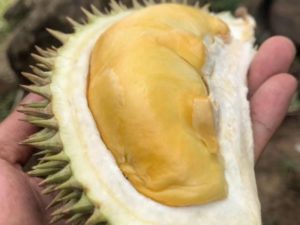 12 Jenis Durian Di Malaysia & Tip-Tip Memilih Durian Yang Terbaik