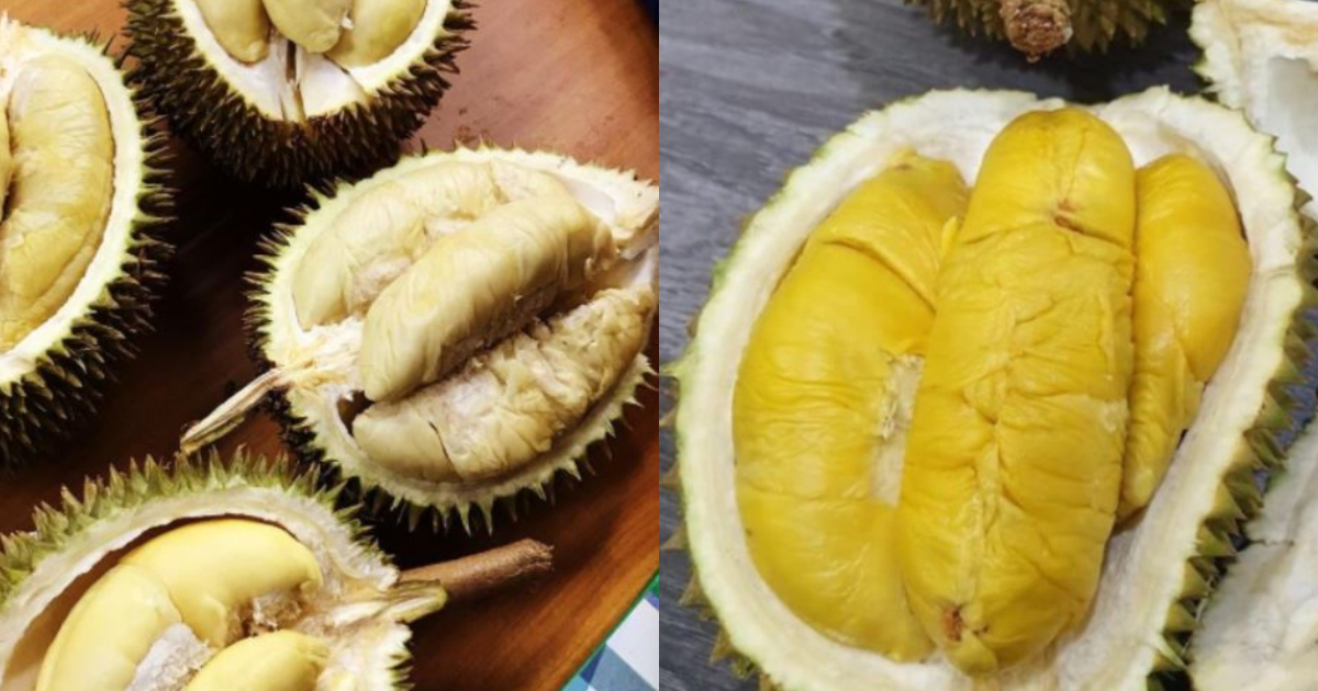 12 Jenis Durian Di Malaysia & Tip-Tip Memilih Durian Yang Terbaik