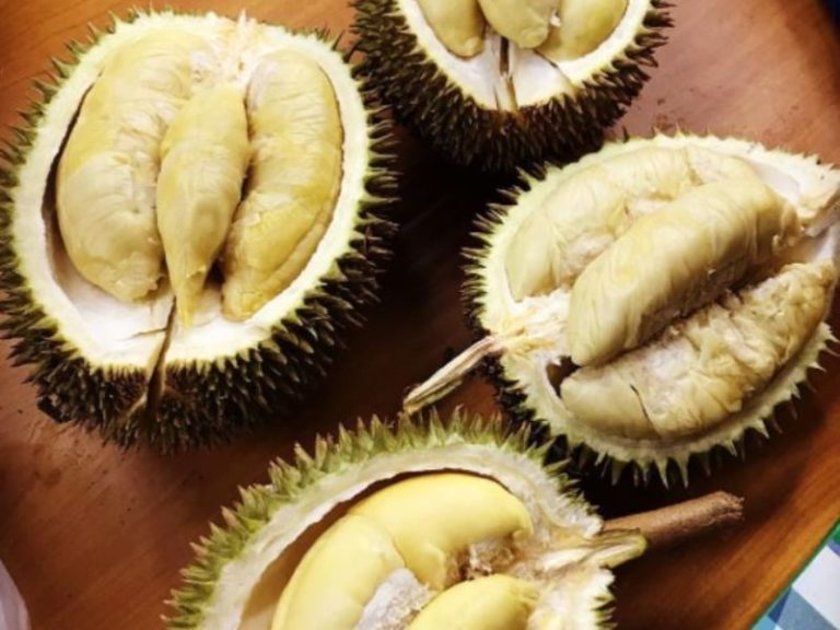 12 Jenis Durian Di Malaysia & Tip-Tip Memilih Durian Yang Terbaik