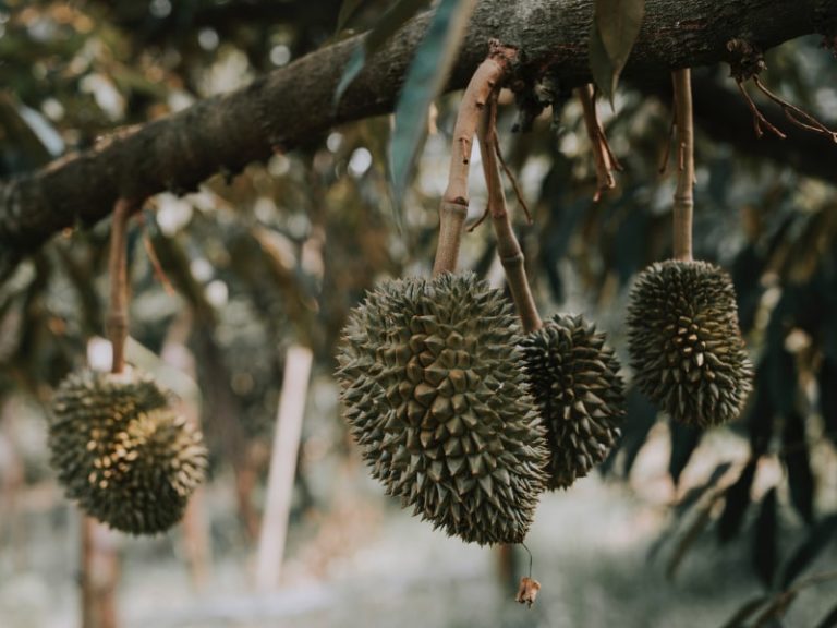 12 Jenis Durian Di Malaysia & Tip-Tip Memilih Durian Yang Terbaik