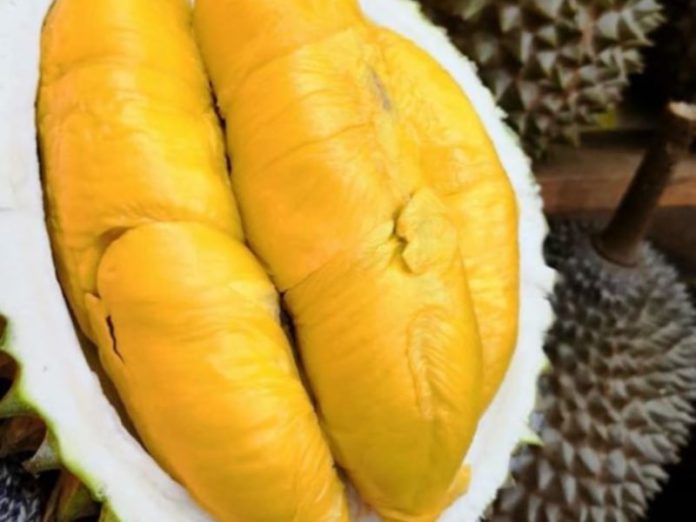 12 Jenis Durian Di Malaysia & Tip-Tip Memilih Durian Yang Terbaik