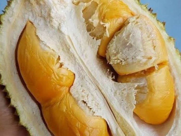 12 Jenis Durian Di Malaysia & Tip-Tip Memilih Durian Yang Terbaik