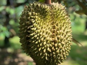 12 Jenis Durian Di Malaysia & Tip-Tip Memilih Durian Yang Terbaik
