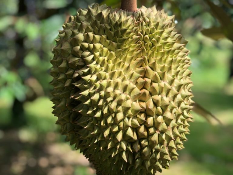 12 Jenis Durian Di Malaysia & Tip-Tip Memilih Durian Yang Terbaik