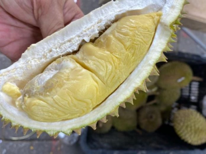 12 Jenis Durian Di Malaysia & Tip-Tip Memilih Durian Yang Terbaik