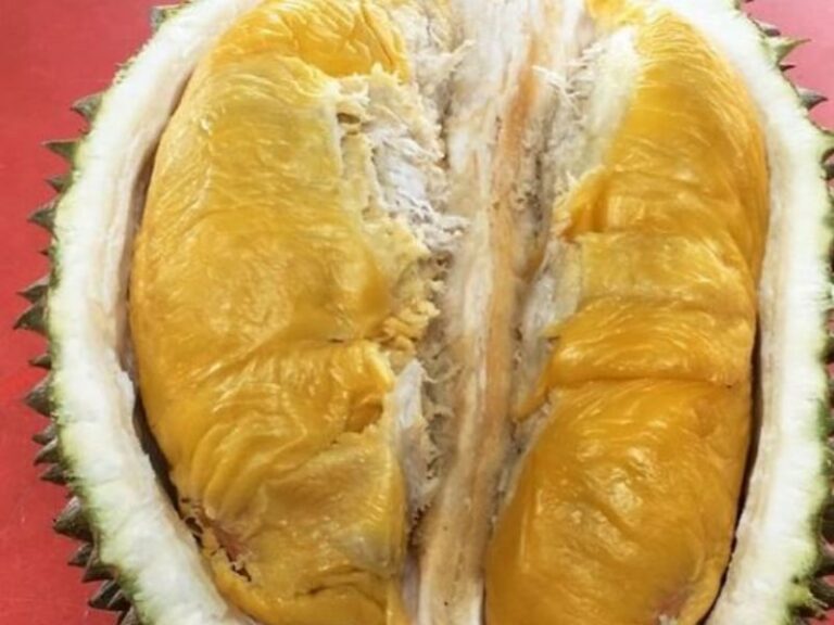 12 Jenis Durian Di Malaysia & Tip-Tip Memilih Durian Yang Terbaik