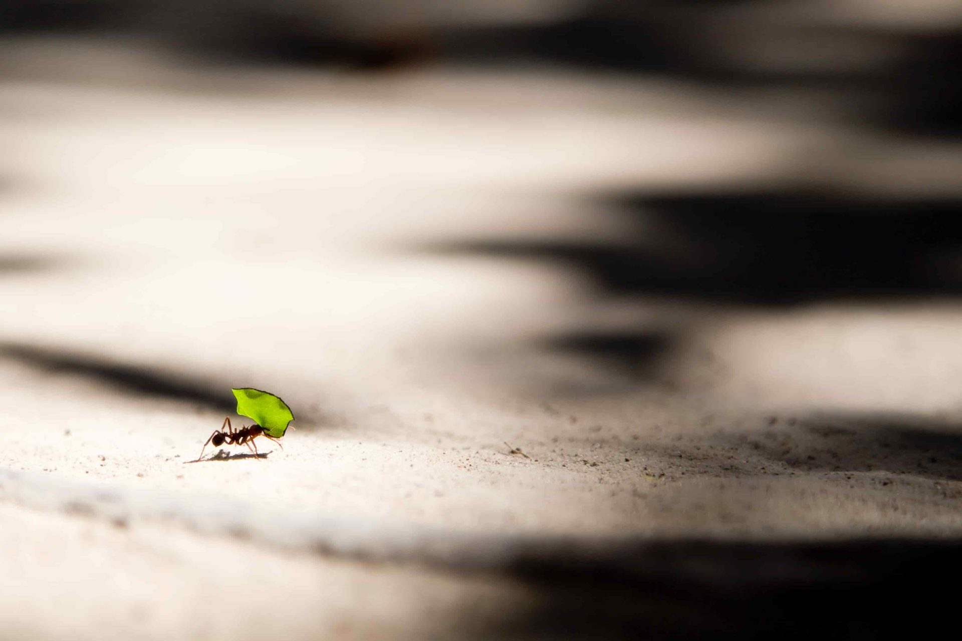 How To Get Rid Of Ants: 9 Effective Ways That Really Work
