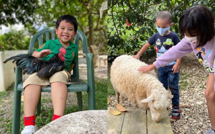 Kebun-Kebun Bangsar: 6 Fun Things To Do In This Urban Farm