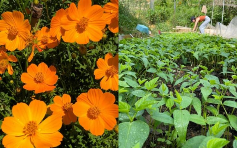 Kebun-Kebun Bangsar: 6 Fun Things To Do In This Urban Farm