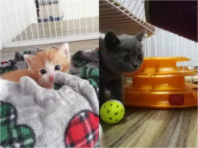 7 Hotel Kucing Terbaik Di KL Dan Selangor Untuk Si Manja Anda