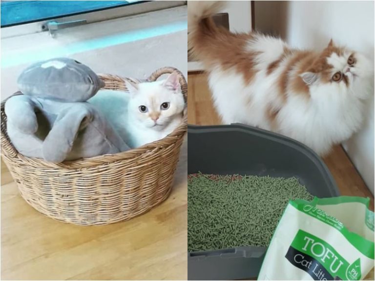 7 Hotel Kucing Terbaik Di KL Dan Selangor Untuk Si Manja Anda