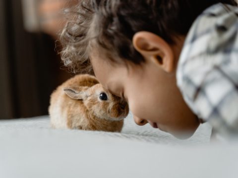 7 Easy Pets To Take Care Of For Animal-Loving Kids