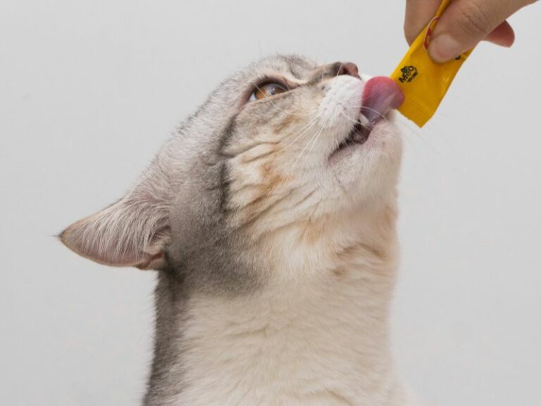 10 Best Cat Food In Malaysia (Dry & Wet) For Your Feline Friend